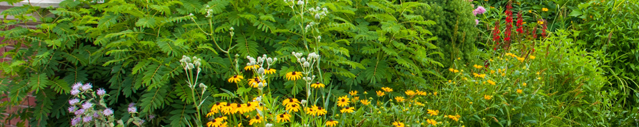 Native Plant Education Garden (NPEG) - River City - Grand Rapids Area ...