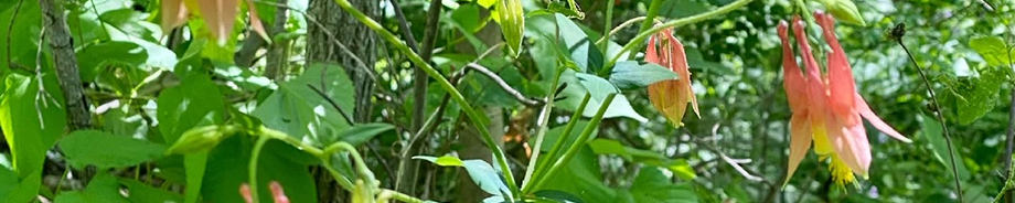 Natives to Know: Wild Columbine (Aquilegia canadensis) - River City ...