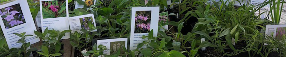 Farmers Market Day - Native Plant Sale - River City - Grand Rapids Area ...