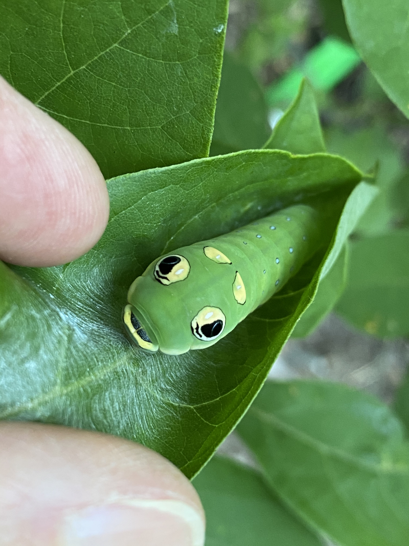 NATIVES TO KNOW: American Spicebush (Lindera benzoin) - Wild Ones River ...