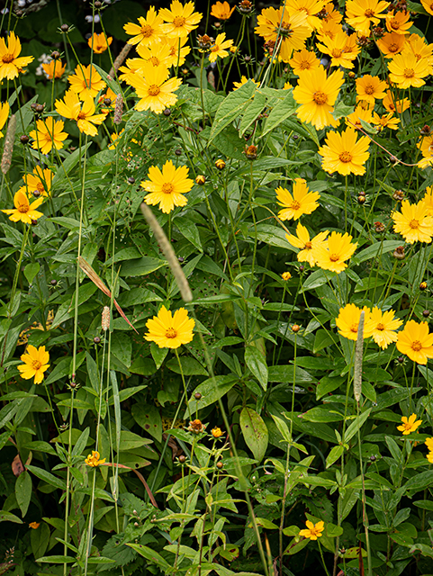 NATIVES TO KNOW: Coreopsis - Wild Ones River City - Grand Rapids Area ...