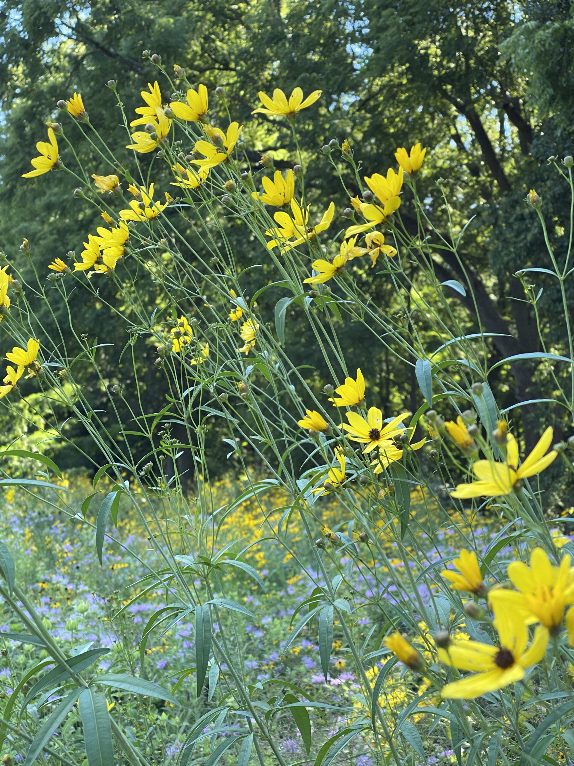 NATIVES TO KNOW: Coreopsis - Wild Ones River City - Grand Rapids Area ...