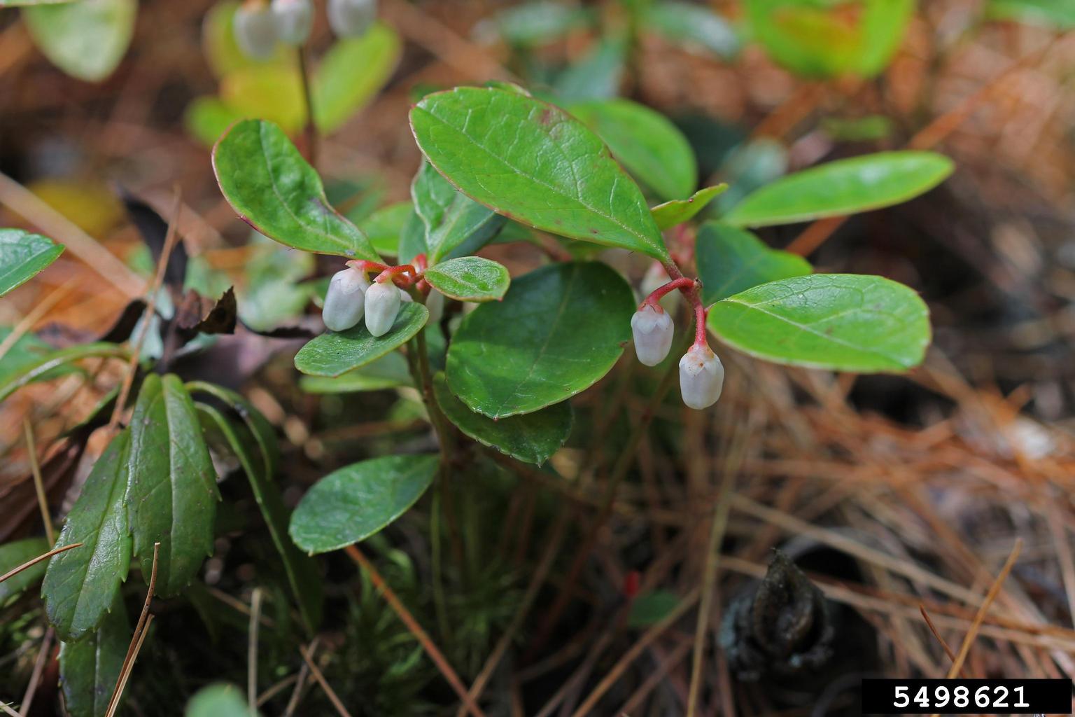 Michigan Native Plant Vendors - Wild Ones River City - Grand Rapids ...