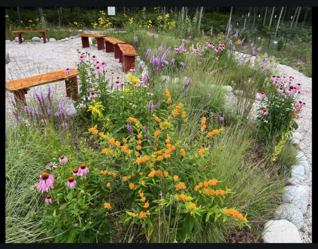 Michigan Native Plant Vendors - Wild Ones River City - Grand Rapids ...