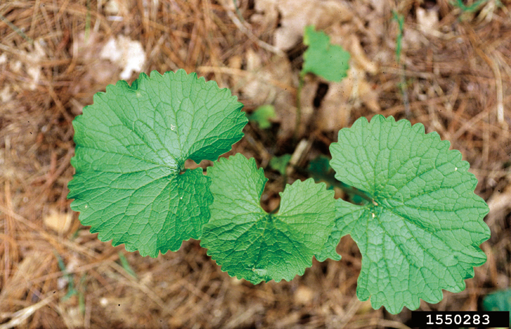 May Garlic Mustard Pull - Wild Ones River City - Grand Rapids Area Chapter