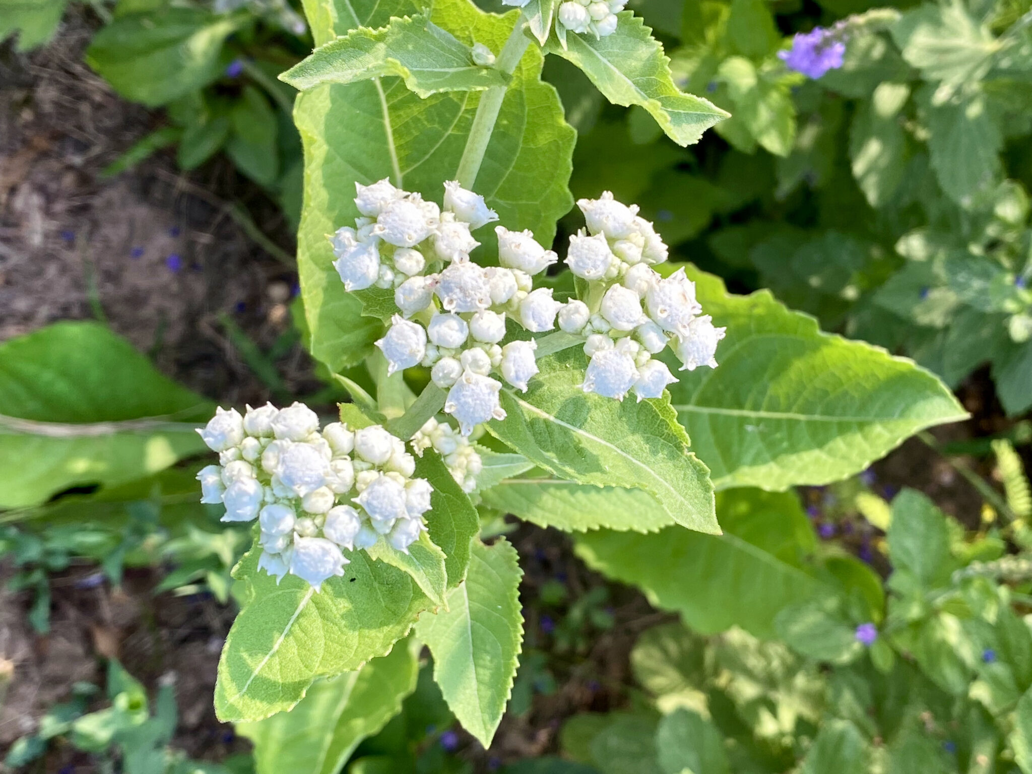 Michigan Native Plant Vendors - Wild Ones River City - Grand Rapids ...